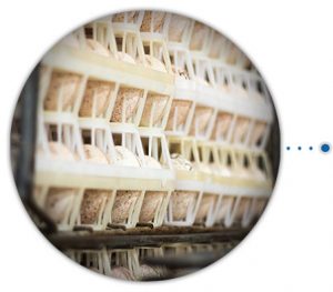 About Us | Select Genetics